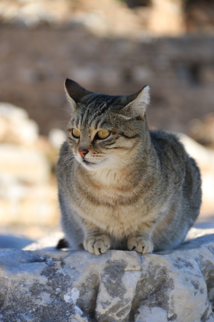 Catcités - CATSITES